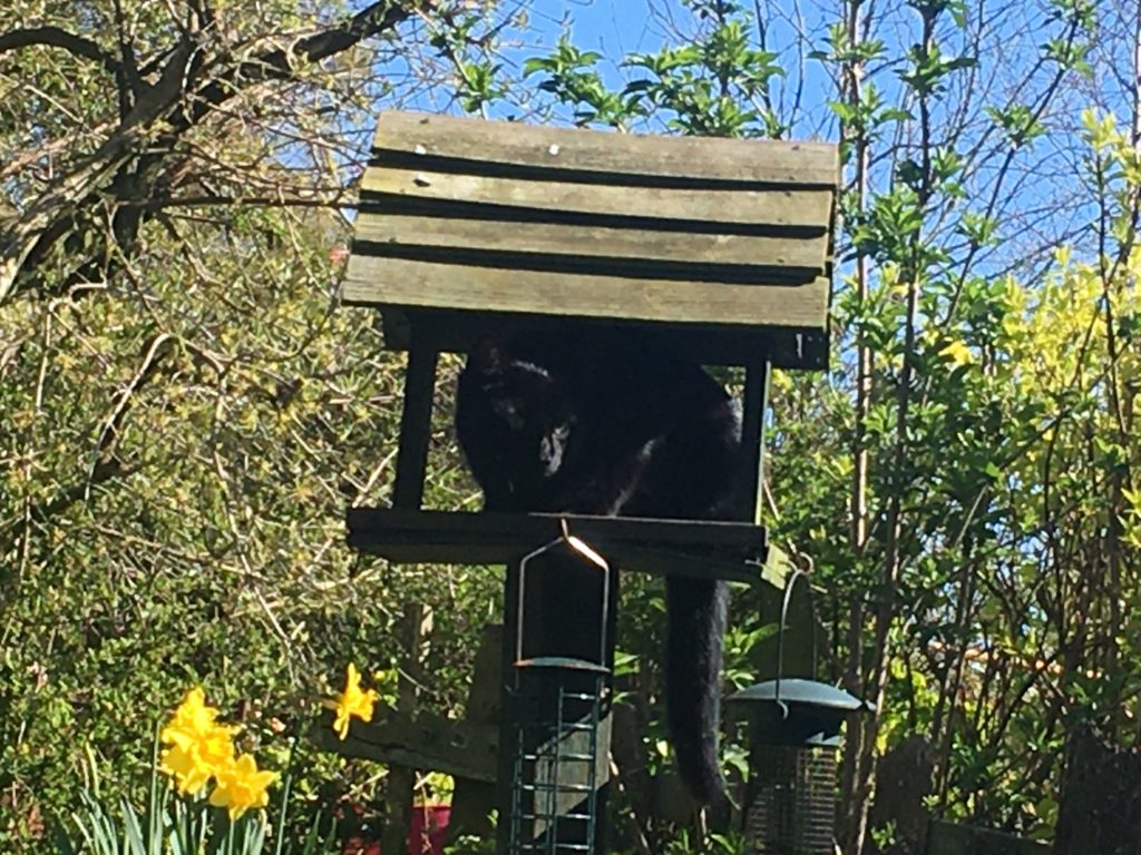 Hello! - Rowlands Gill Primary School